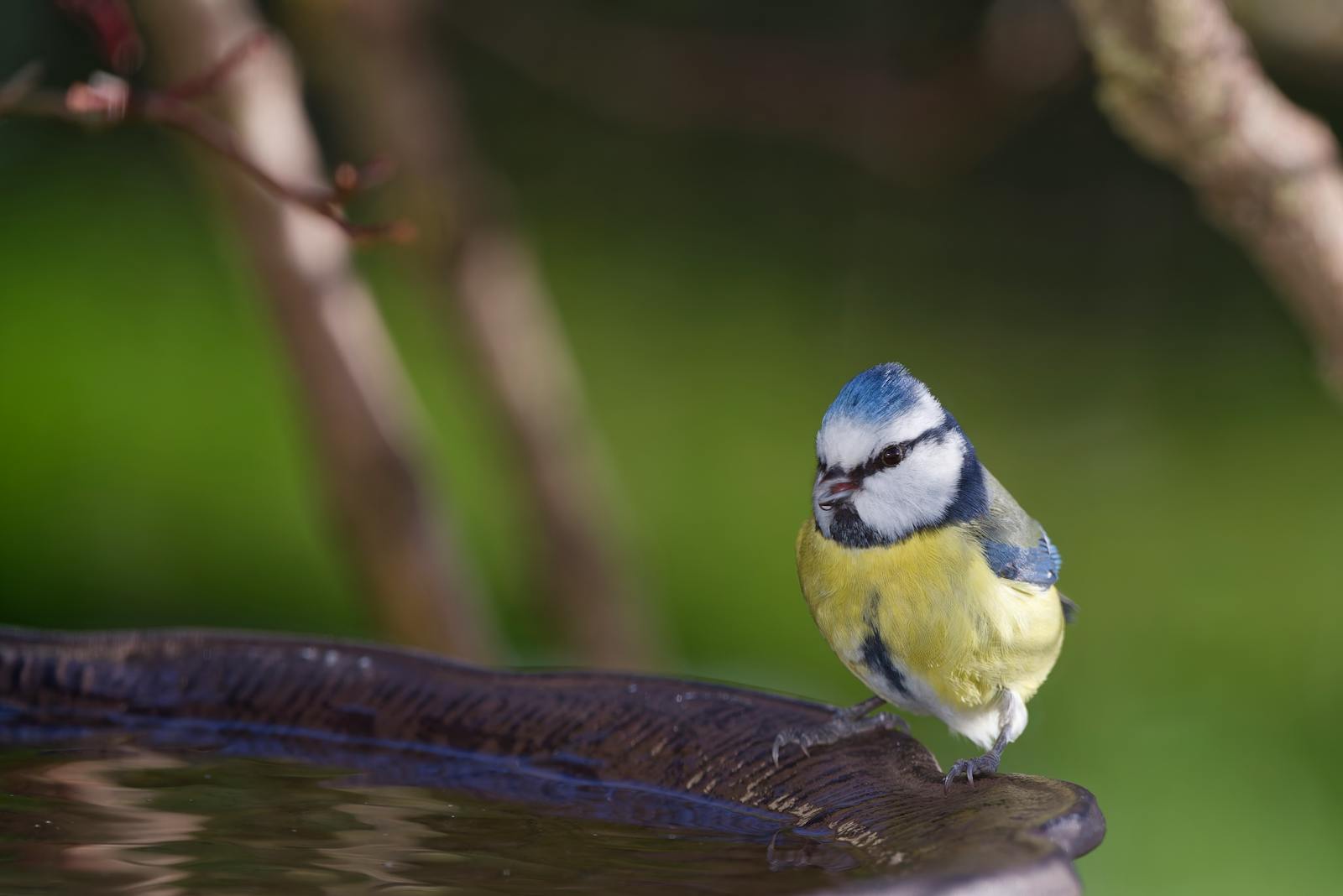 How Birds Keep Cool in Extreme Heat - bird-life.com