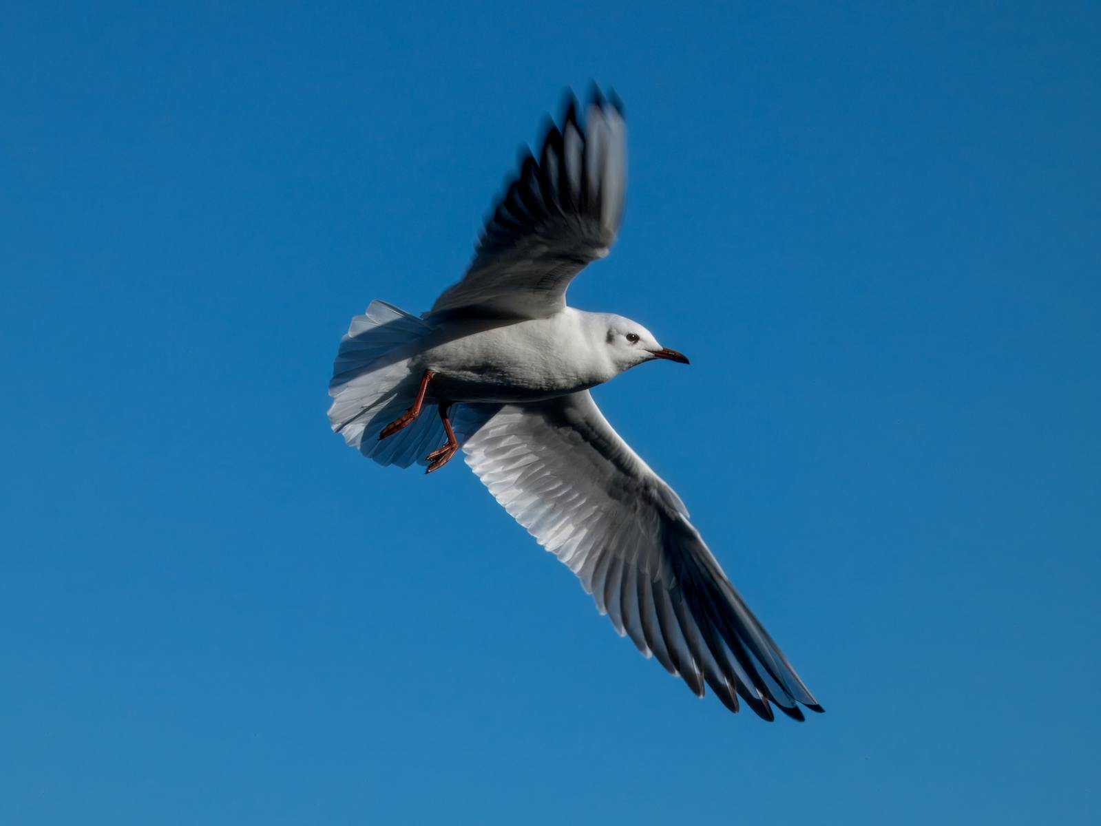 Birds in Space – How NASA Uses Bird Flight for Research - bird-life.com
