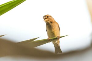 The Different Types of Bird Songs and What They Mean – bird-life.com