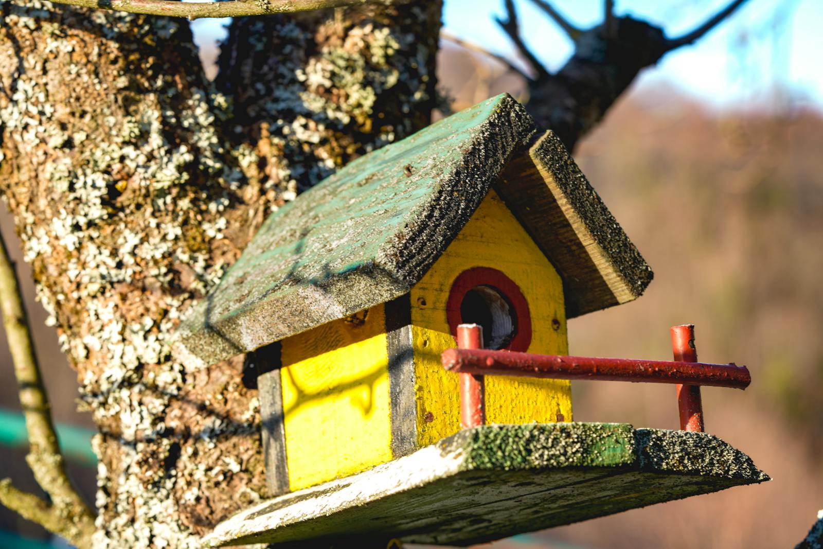 How to Make Your Yard a Bird-Friendly Habitat - bird-life.com