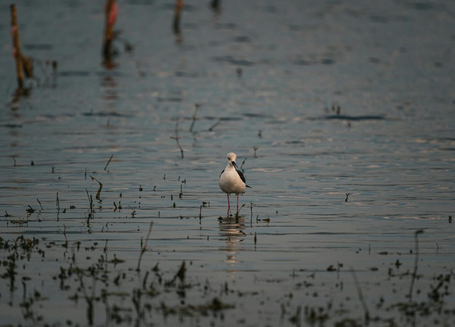 The Best Editing Apps for Enhancing Bird Photos - bird-life.com
