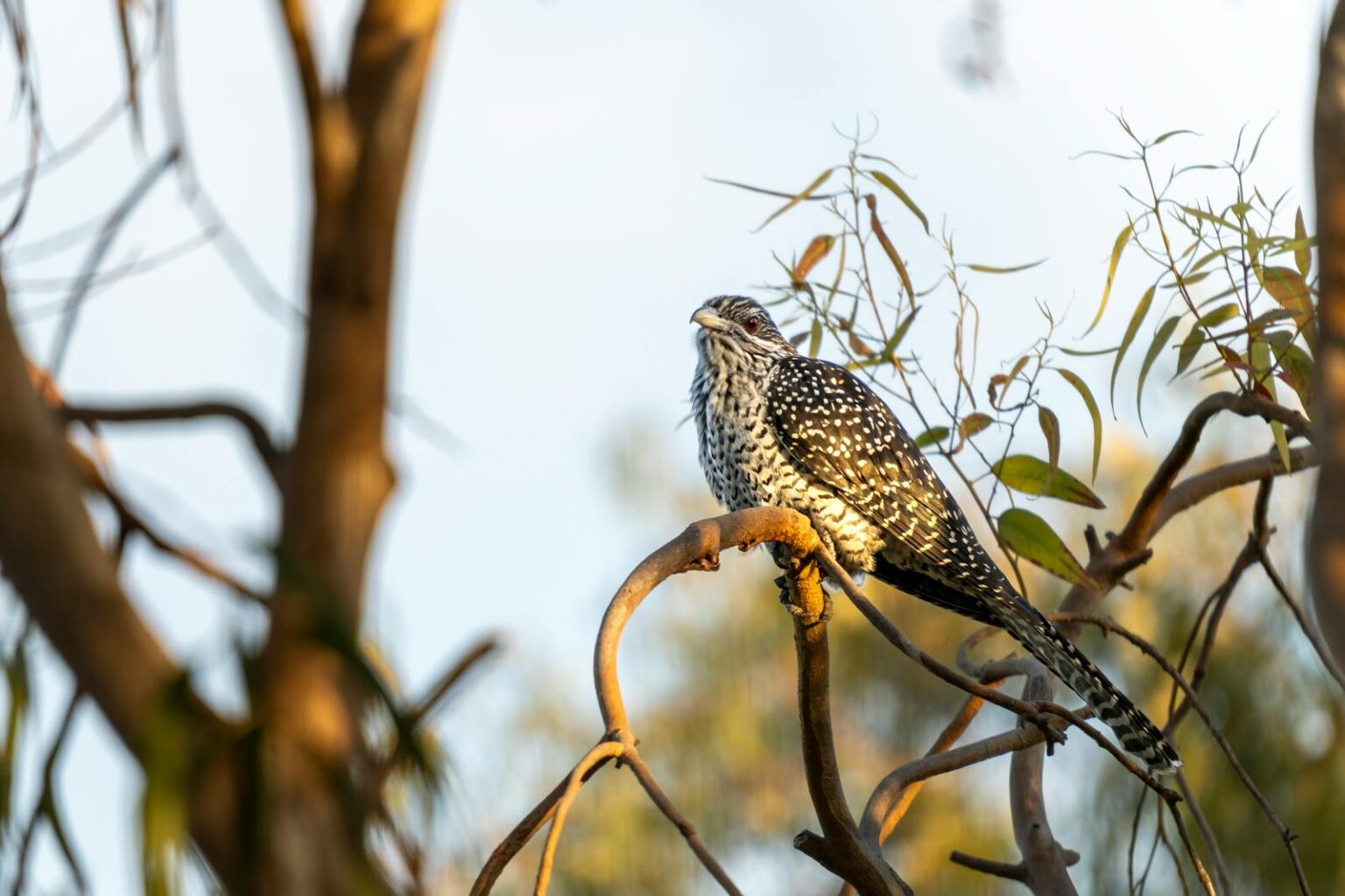 The Bird That Can Sing Two Notes at Once – The Science of Syrinx - bird ...