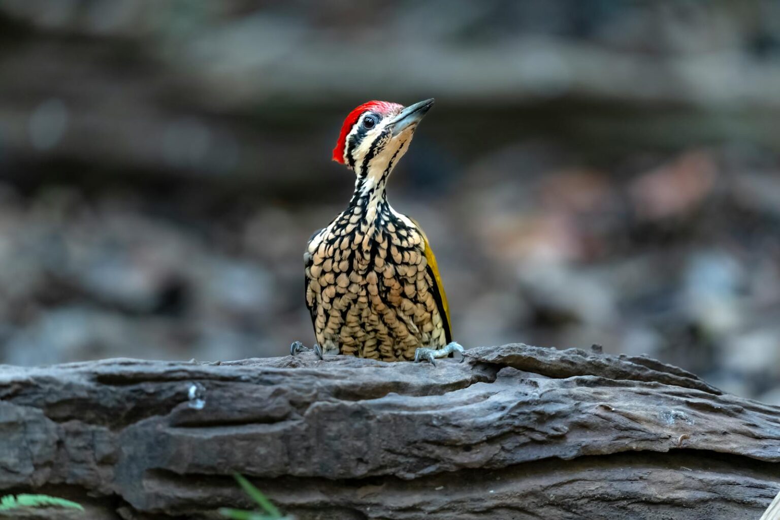 How Birds Warn Each Other of Danger Across Long Distances - bird-life.com