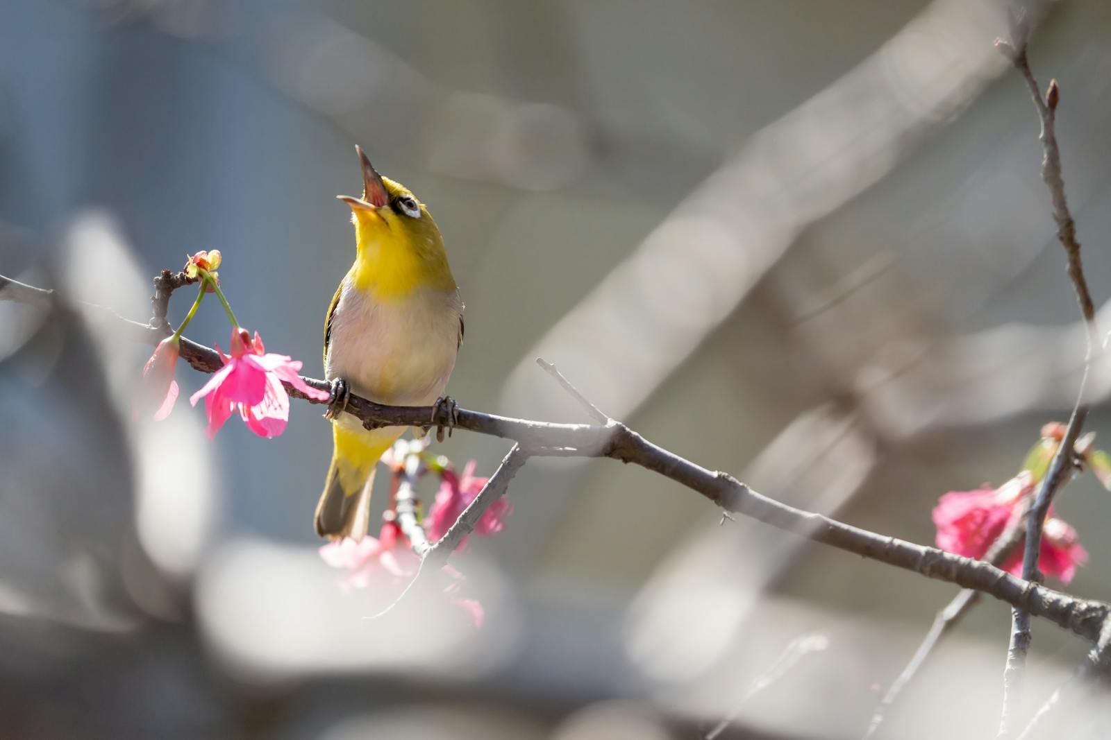 The Different Types of Bird Songs and What They Mean - bird-life.com