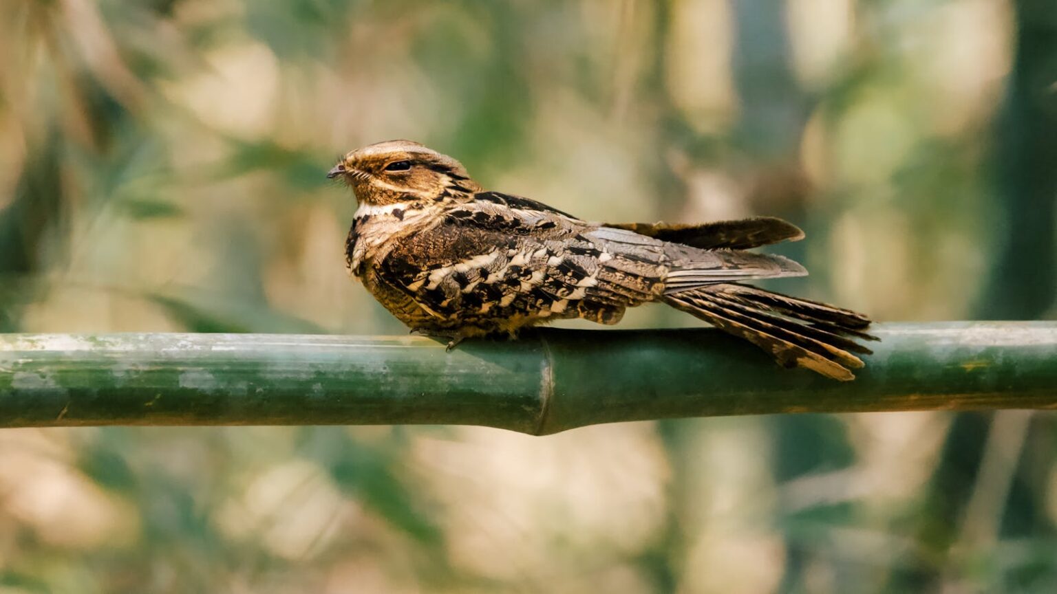 What Birds to Expect on a Trip to the Amazon Rainforest - bird-life.com