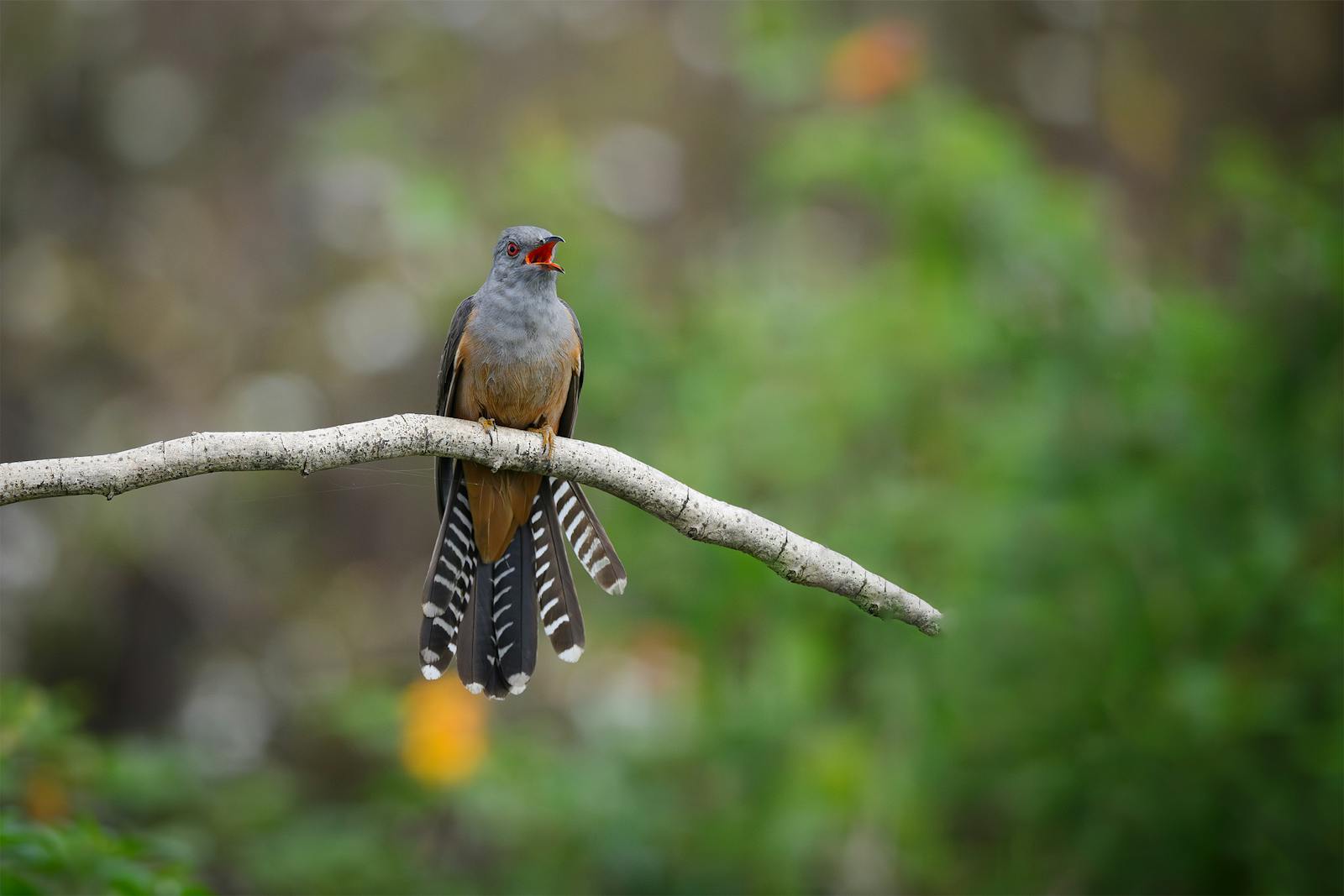 How Birds Learn to Sing – Nature vs. Nurture - bird-life.com
