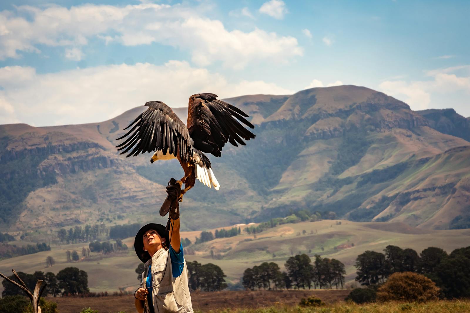 The Bird That Can Fly Backward – A Rare Aerodynamic Feat - bird-life.com