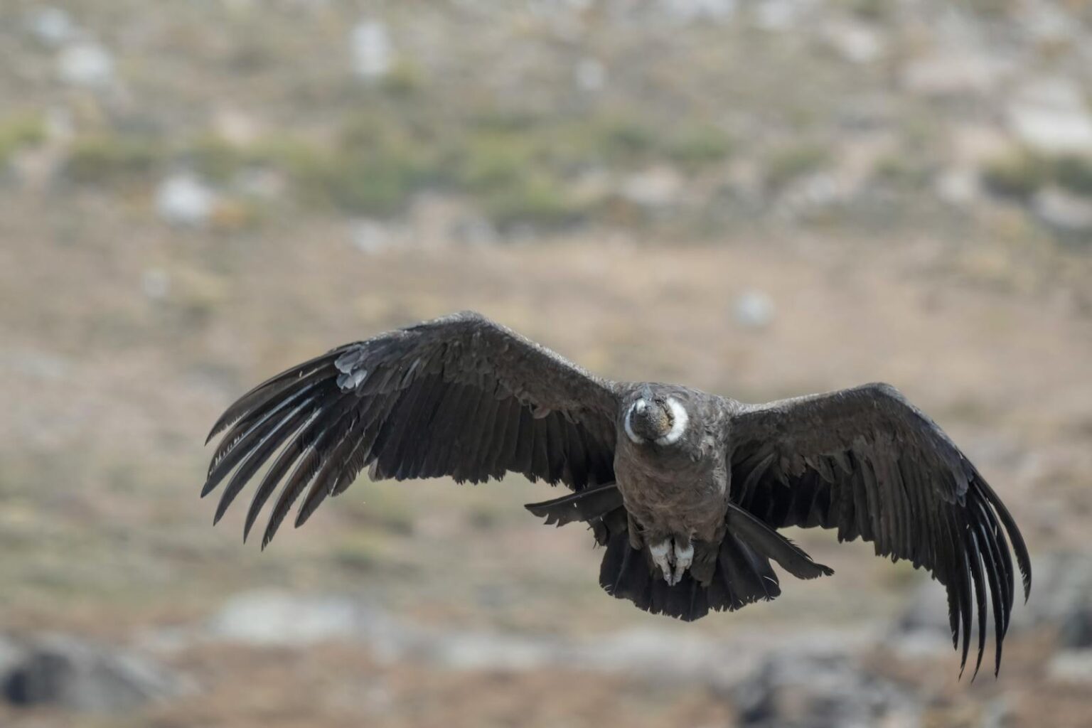 The Most Endangered Birds in the World Right Now - bird-life.com