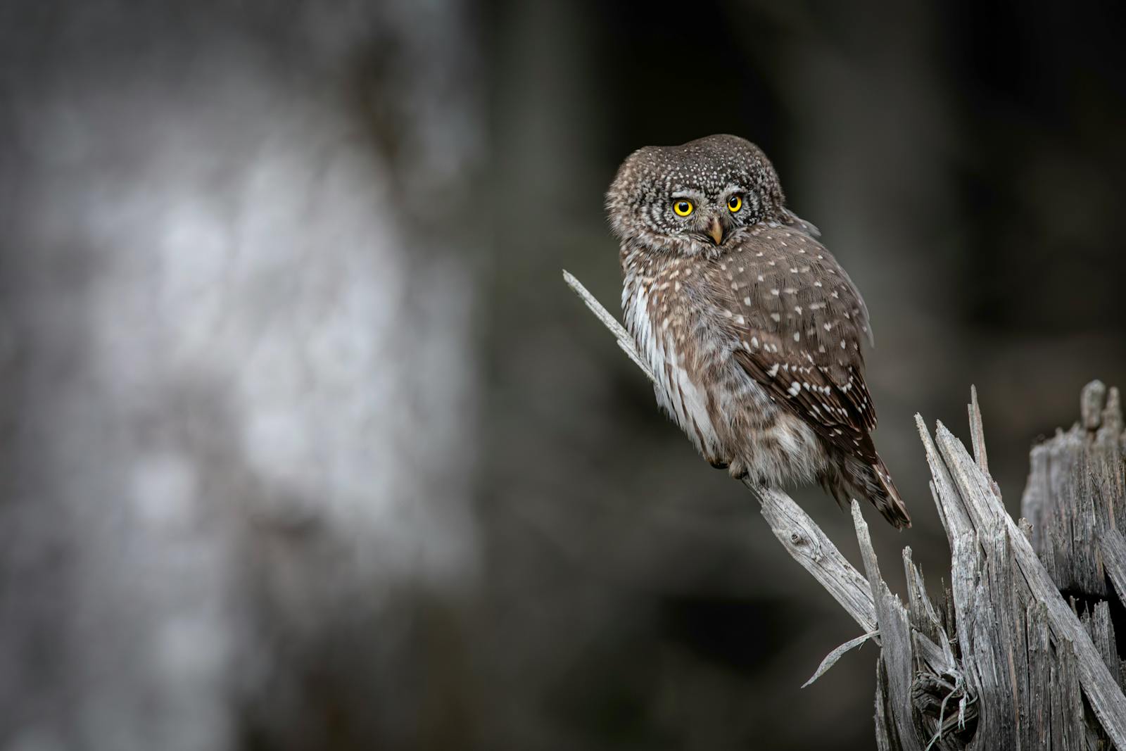 The Smallest Owl in North America – It’s Tiny But Fierce - bird-life.com