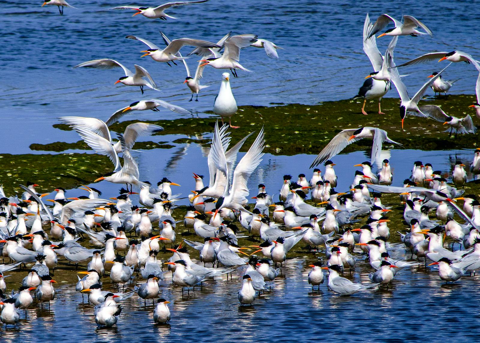 Why Some Birds Skip Migration Entirely - bird-life.com