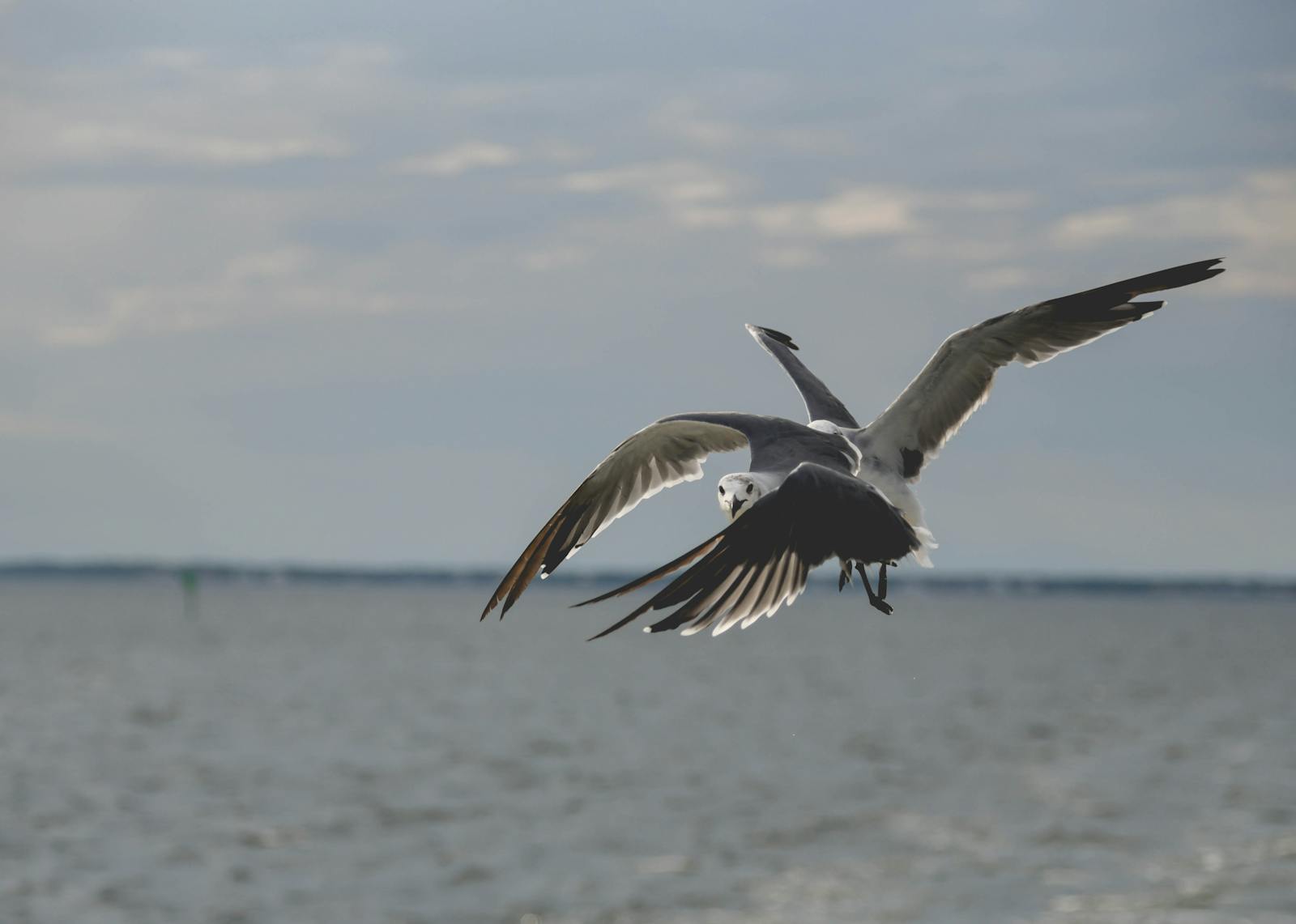How to Capture Stunning Bird Photos in Flight - bird-life.com