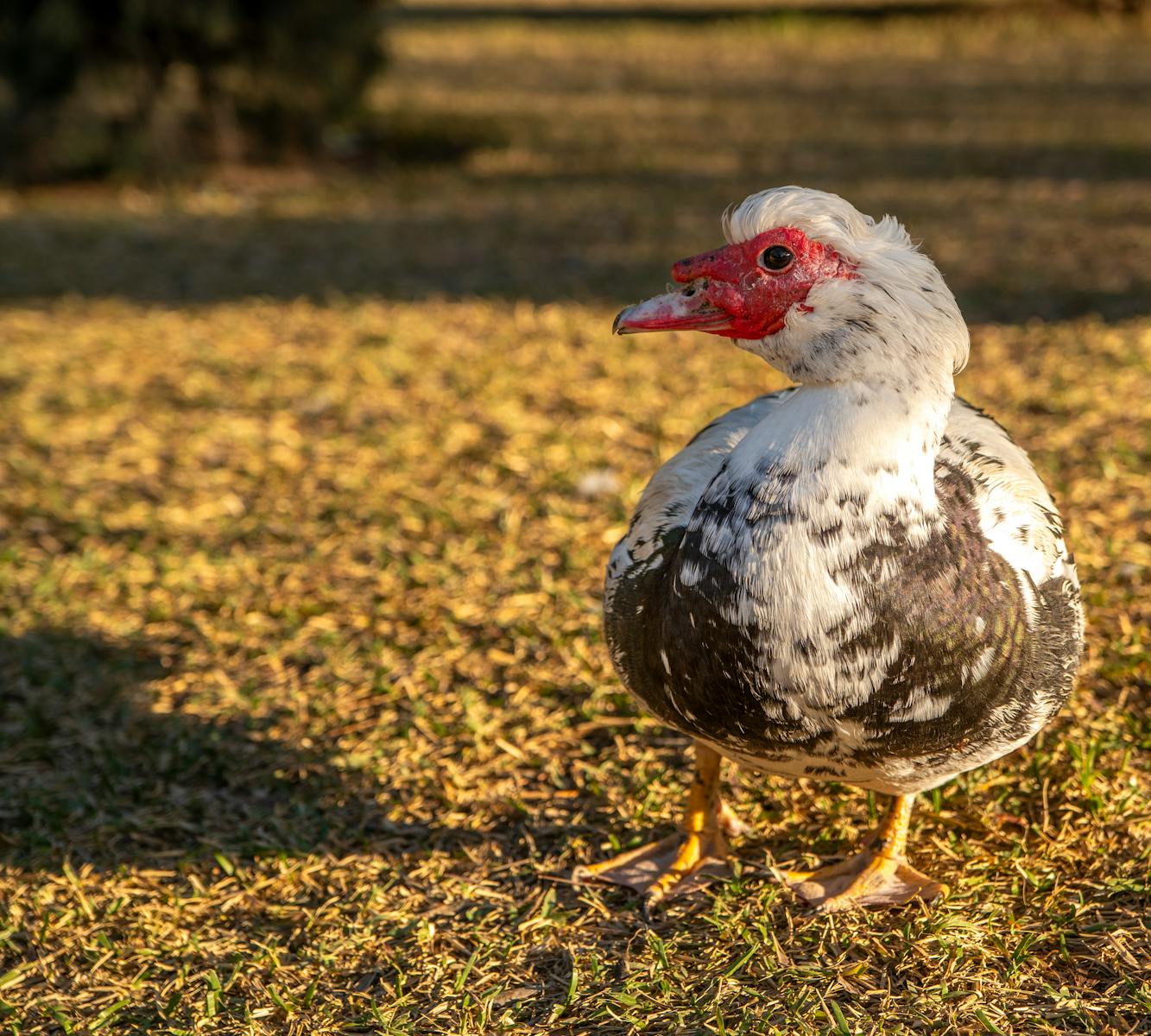 How to Improve Your Birdwatching Skills in Just One Week - bird-life.com
