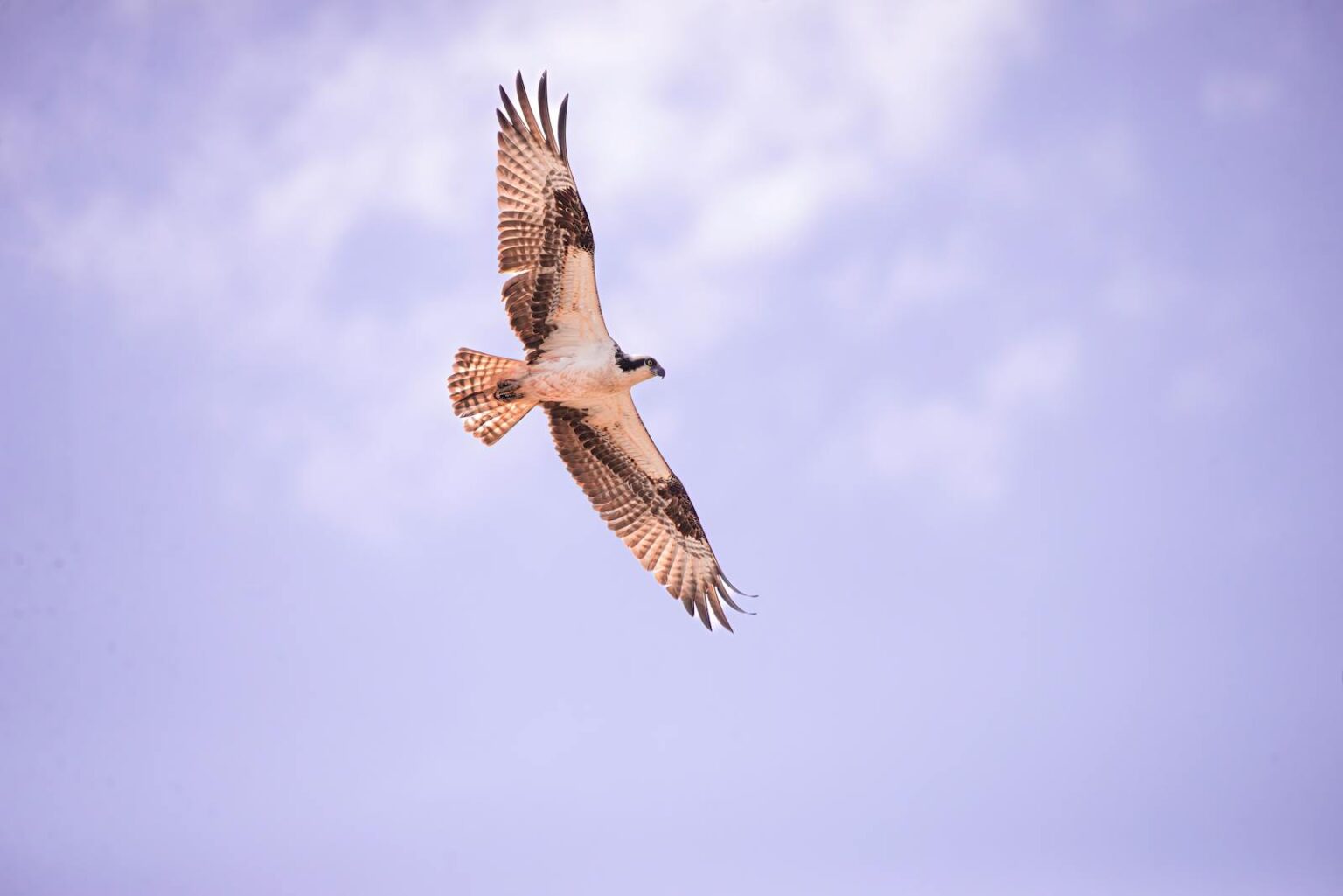The Bird That Can Fly Backward – A Rare Aerodynamic Feat - bird-life.com