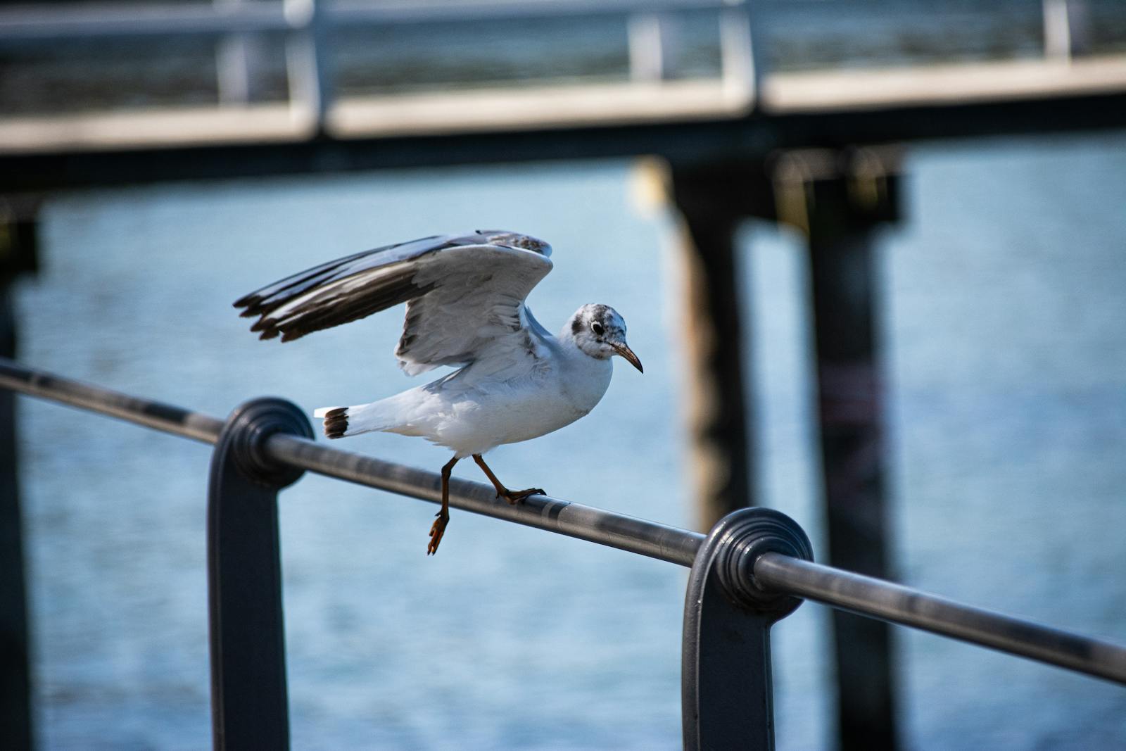 How Birds Use Calls to Warn Each Other About Predators - bird-life.com