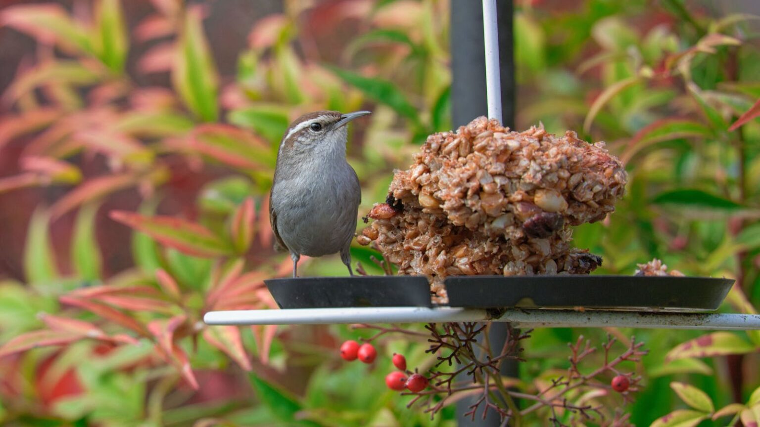 How Habitat Loss Is Pushing Some Birds to the Brink - bird-life.com