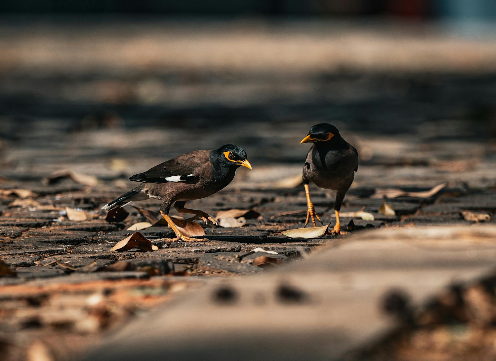 How Some Birds Can Recognize Themselves in a Mirror - bird-life.com