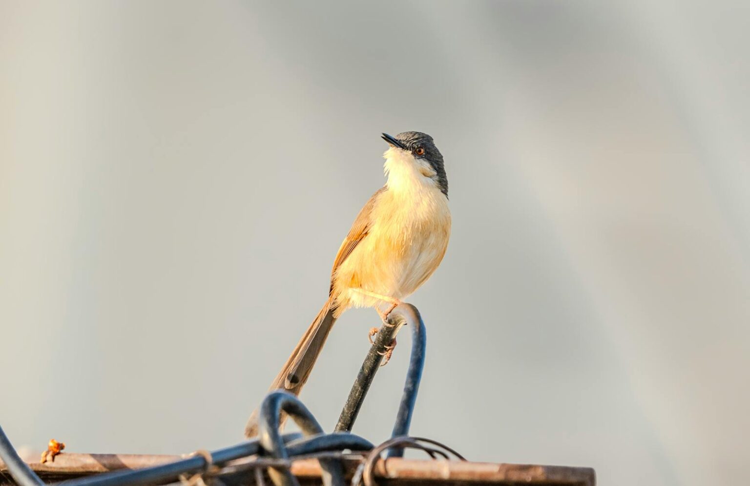 How Some Birds Can Recognize Themselves in a Mirror - bird-life.com