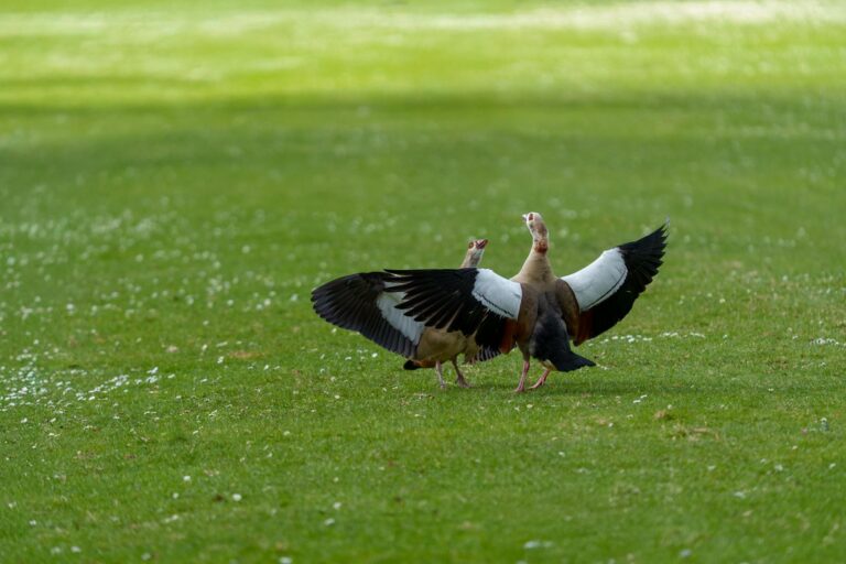 The Bird That Can Fly Backward – A Rare Aerodynamic Feat - bird-life.com