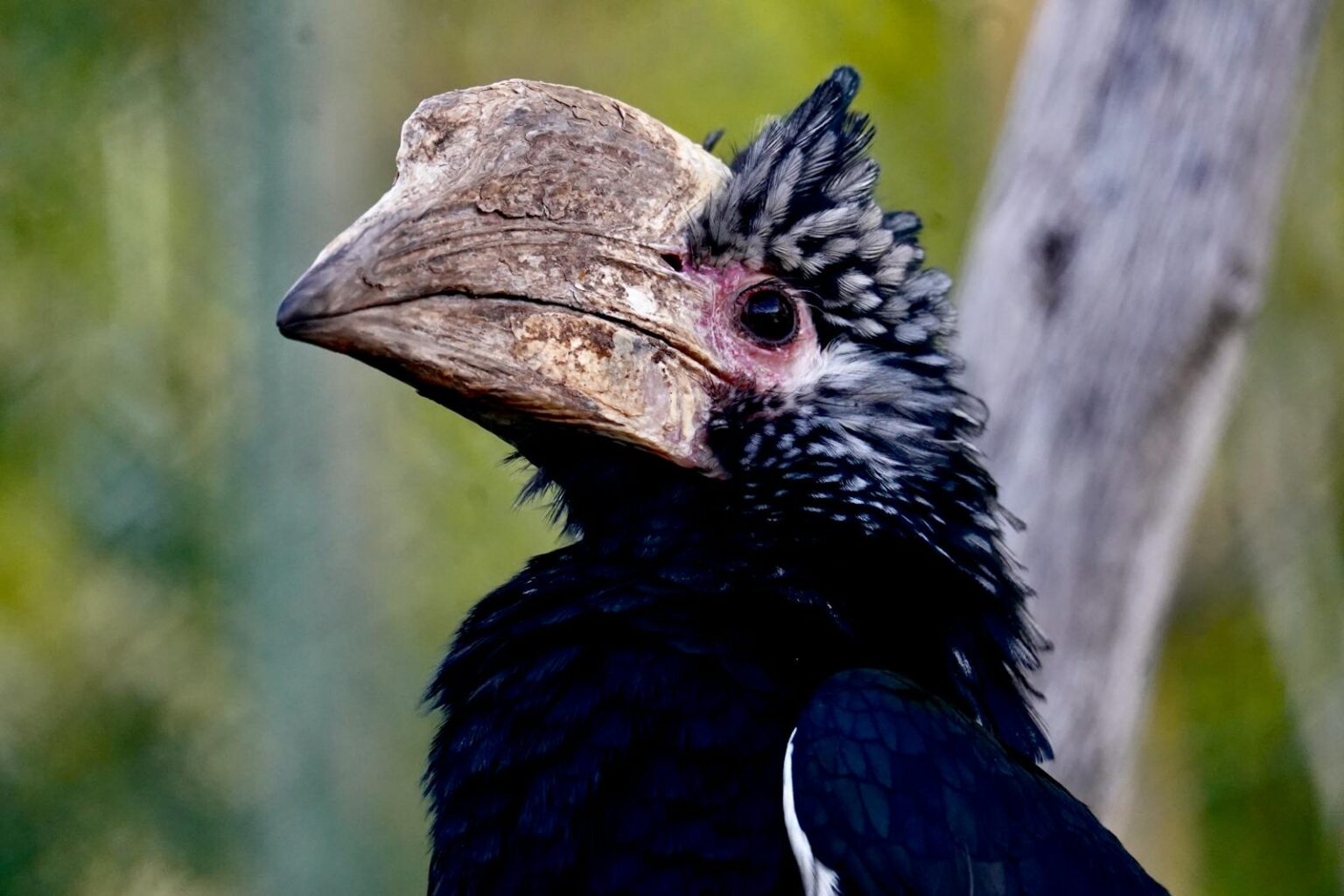 How to Photograph Birds Without Disturbing Them - bird-life.com