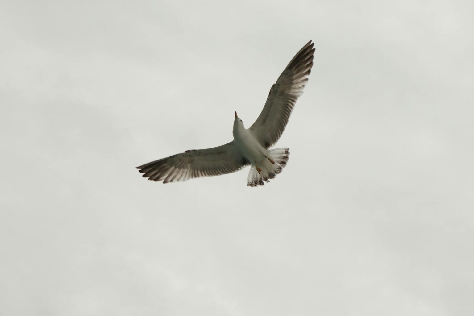 The Best Drones for Capturing Aerial Shots of Birds - bird-life.com