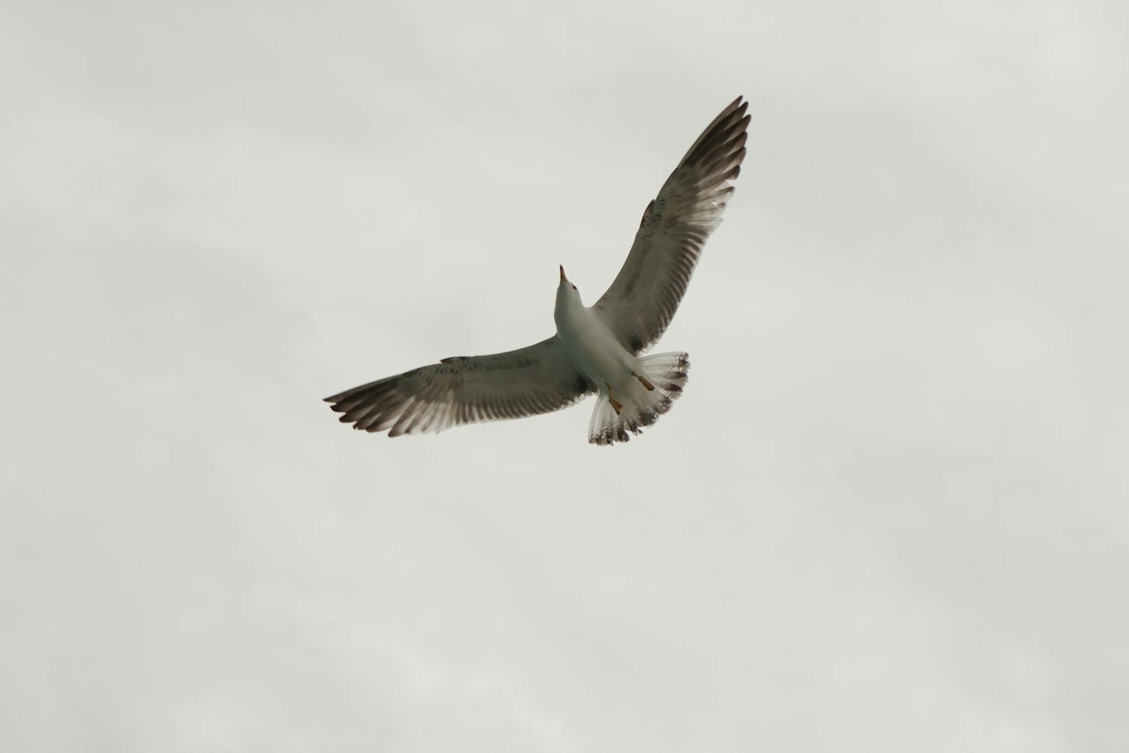 The Best Drones for Capturing Aerial Shots of Birds - bird-life.com