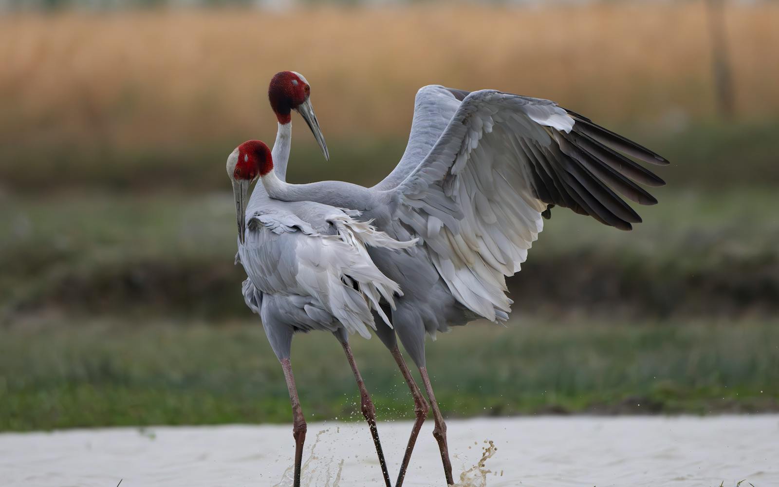 The Tallest Flying Bird in the World – And Where to Spot It - bird-life.com
