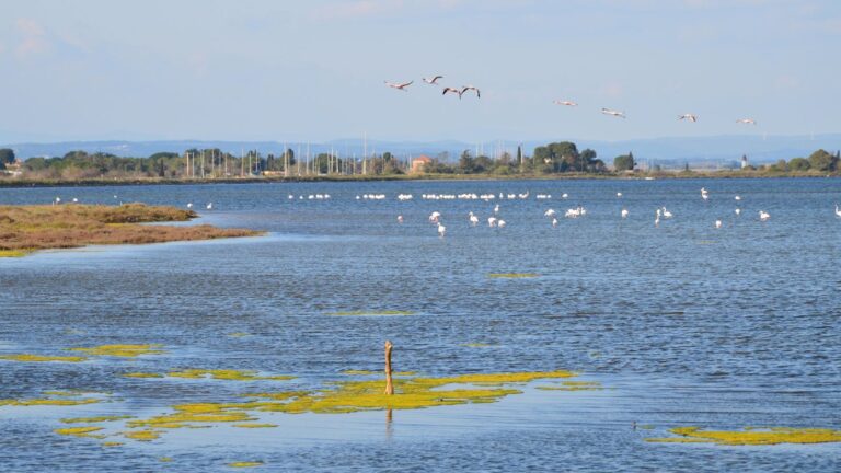 How Birds Keep Cool in Extreme Heat - bird-life.com