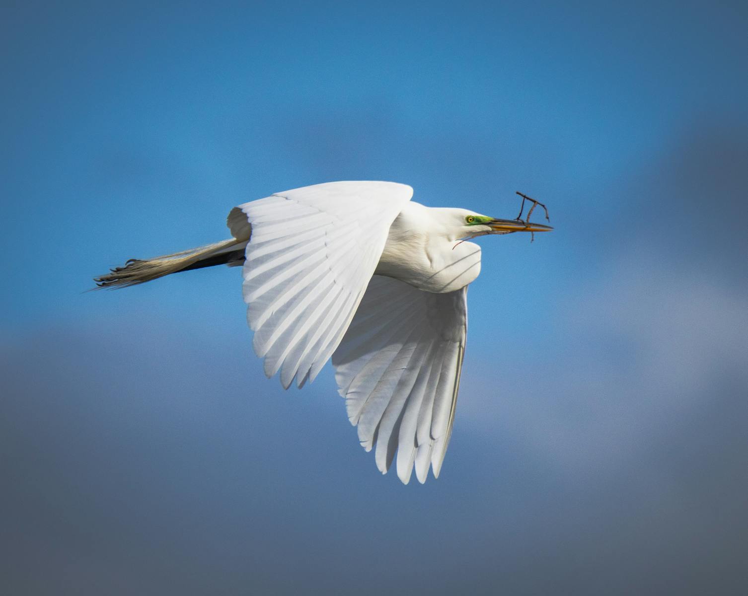 How Birds Use Wind Currents to Fly Without Flapping - bird-life.com