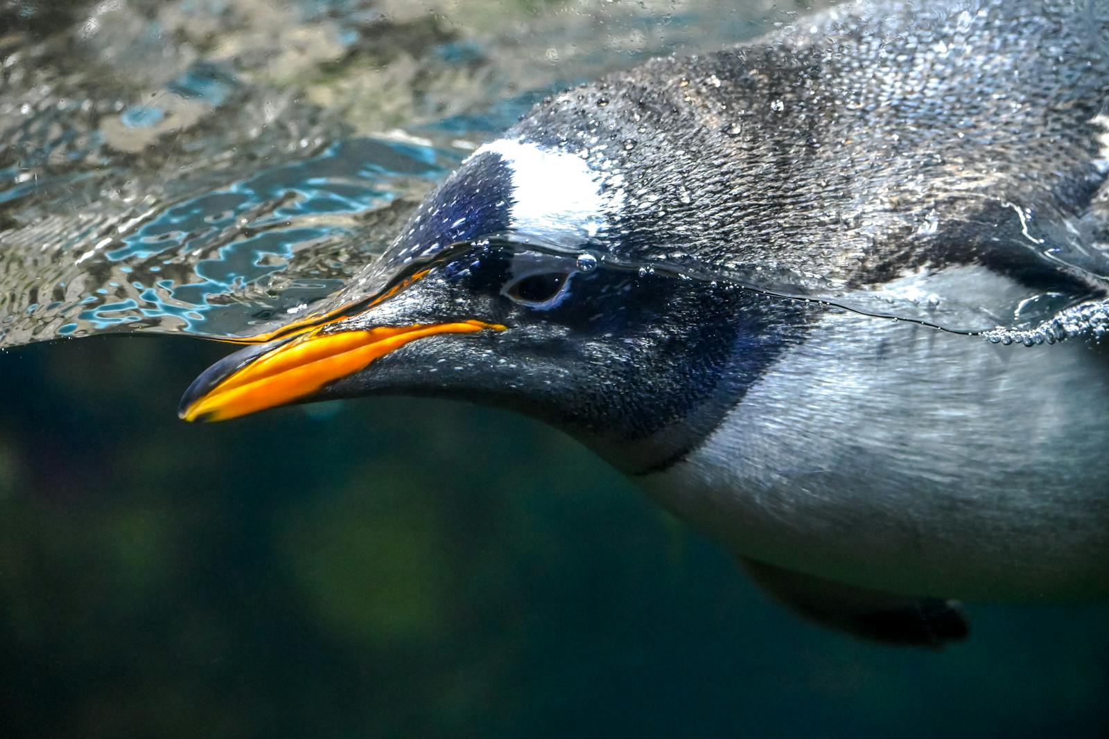 The Bird That Uses Its Wings to Swim – Yes, Really - bird-life.com