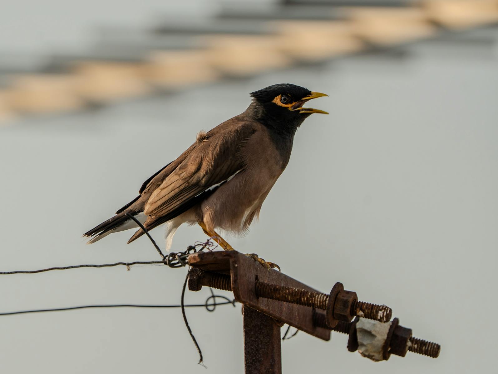 How to Track Birds Using Just Your Ears - bird-life.com