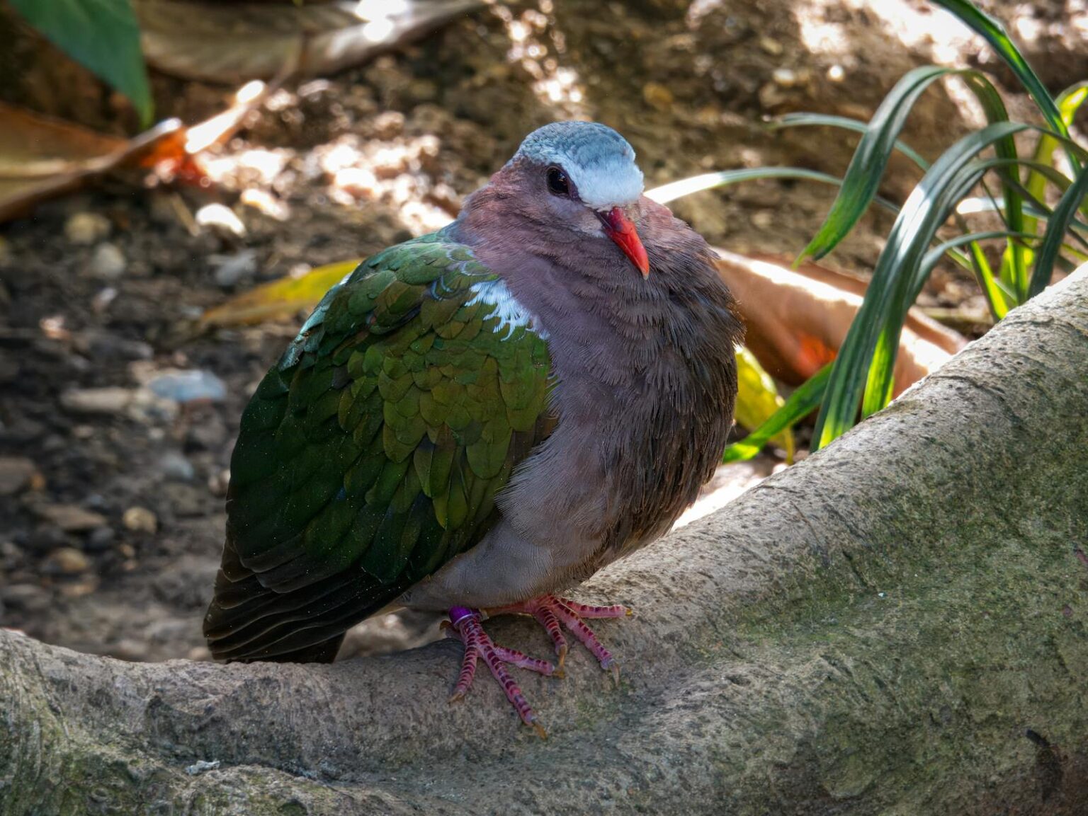 How Birds Use Tools – The Astonishing Skills of Some Species - bird ...