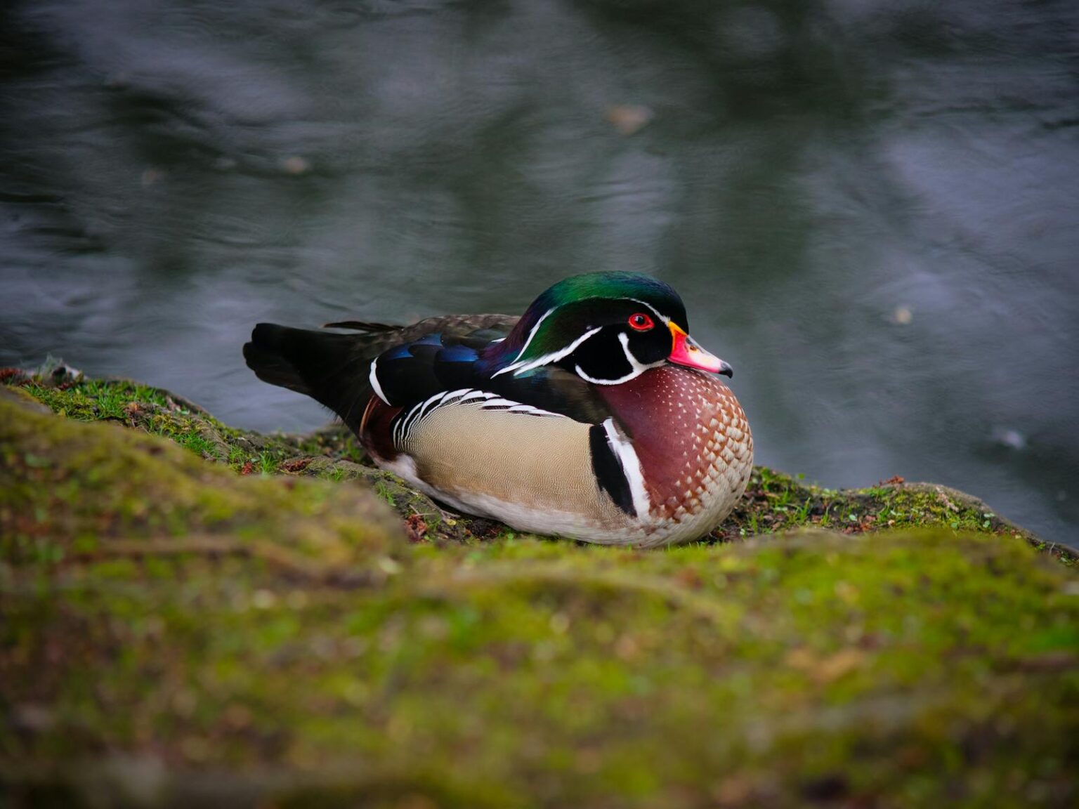 The Best Apps for Bird Identification and Tracking - bird-life.com