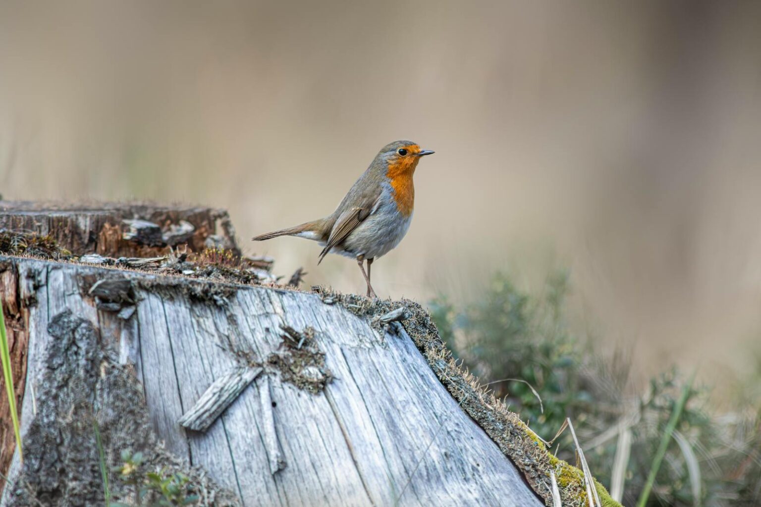 How Some Birds Survive in Volcano Zones - bird-life.com