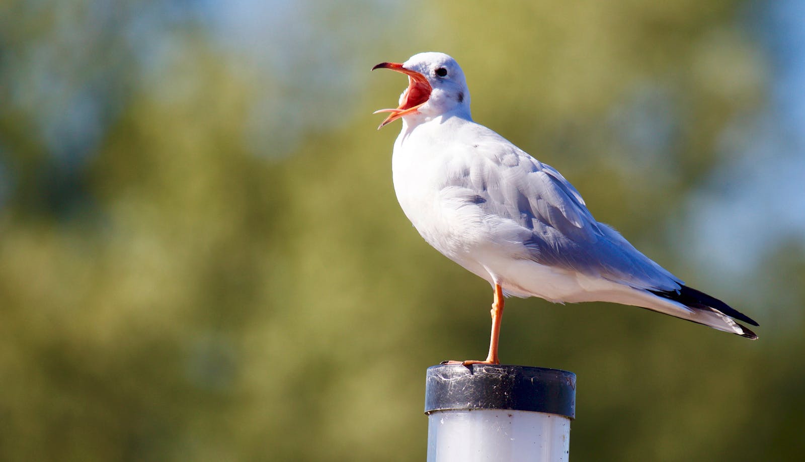 How Birds Warn Each Other of Danger Across Long Distances - bird-life.com