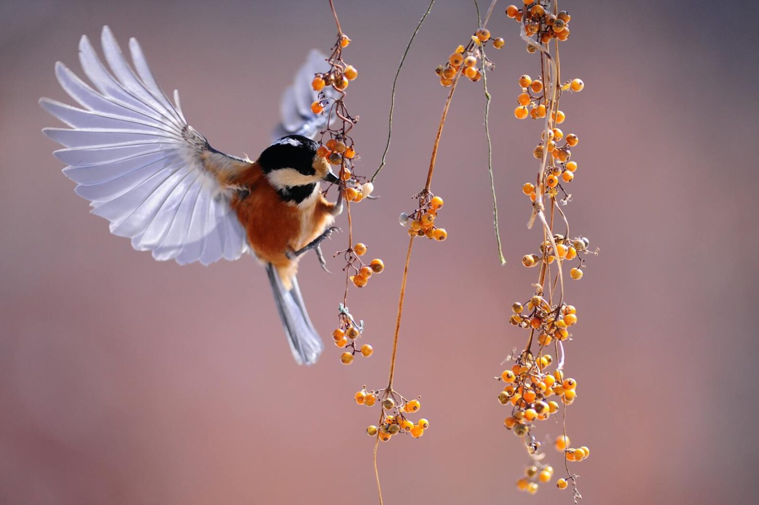 The Most Common Backyard Birds and How to Identify Them - bird-life.com