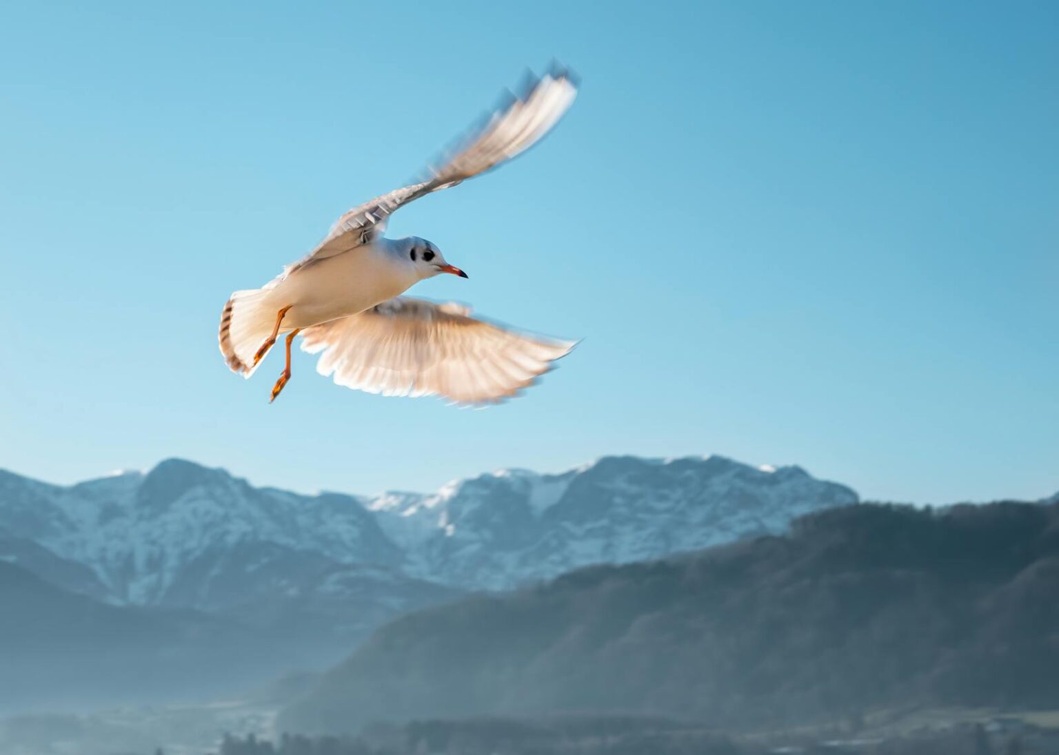 How Some Birds Survive in Volcano Zones - bird-life.com