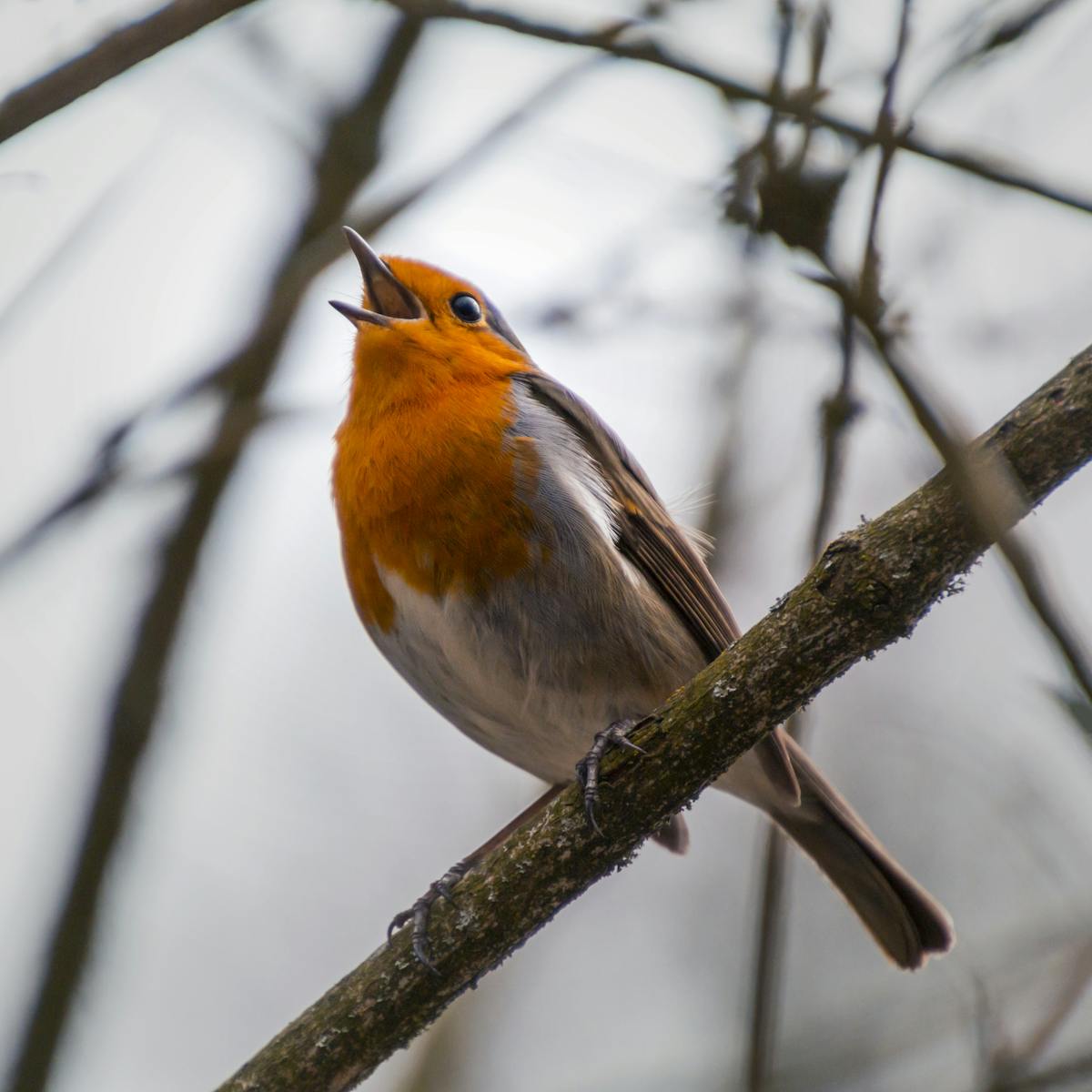 How Birds Communicate – The Science of Avian Calls - bird-life.com