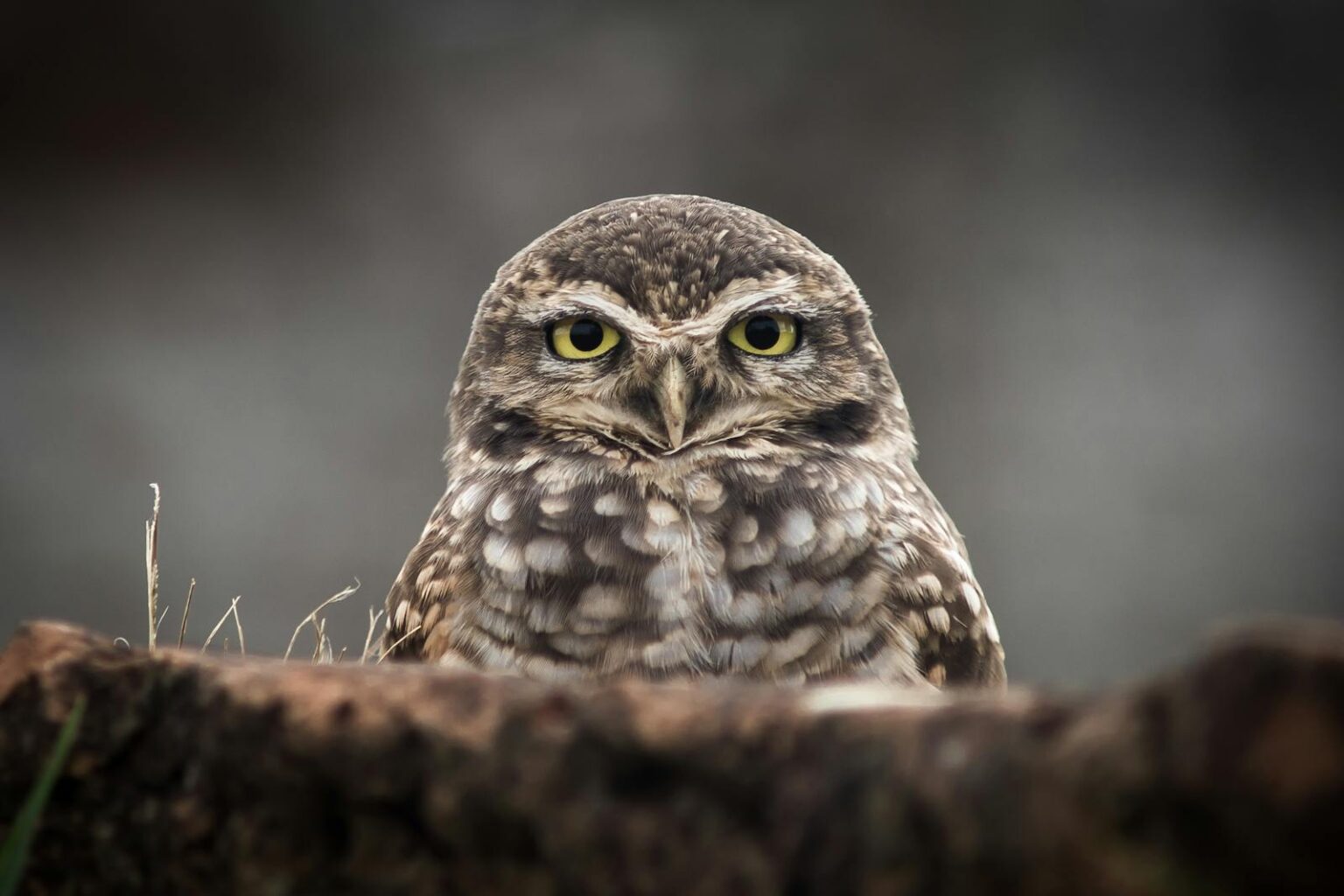 The Smallest Owl in North America – It’s Tiny But Fierce - bird-life.com