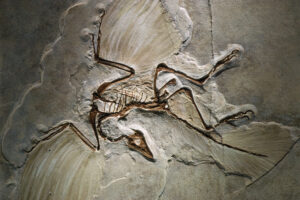 The Most Ancient-Looking Bird Still Alive - bird-life.com