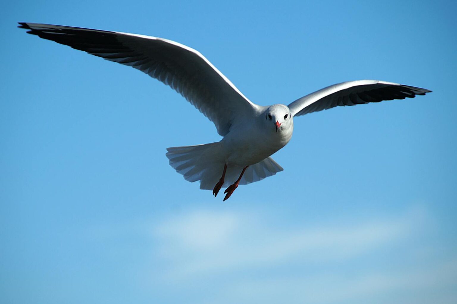The Bird That Can Fly Backward – A Rare Aerodynamic Feat - bird-life.com