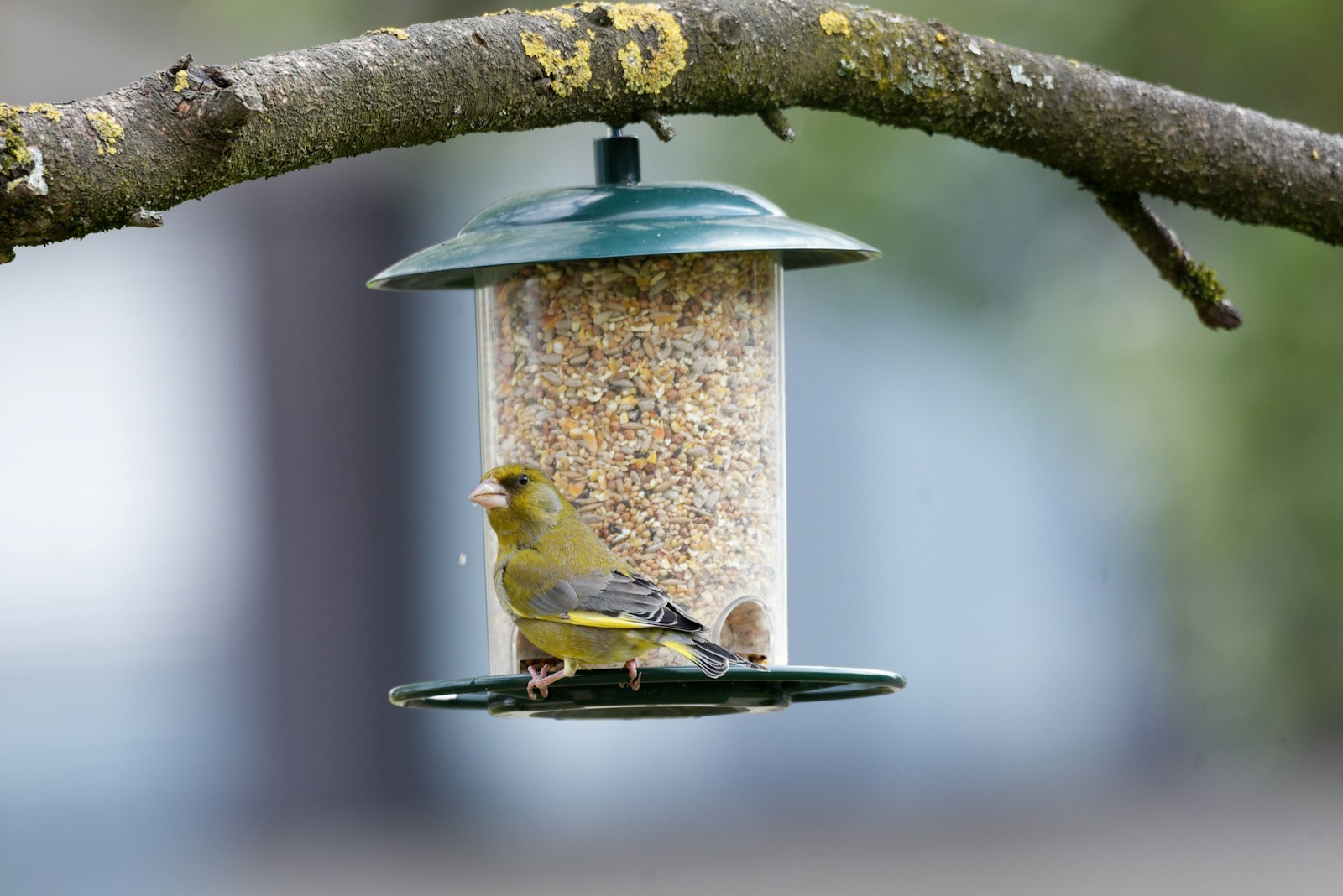 How to Build a No-Mess Bird Feeding Station - bird-life.com