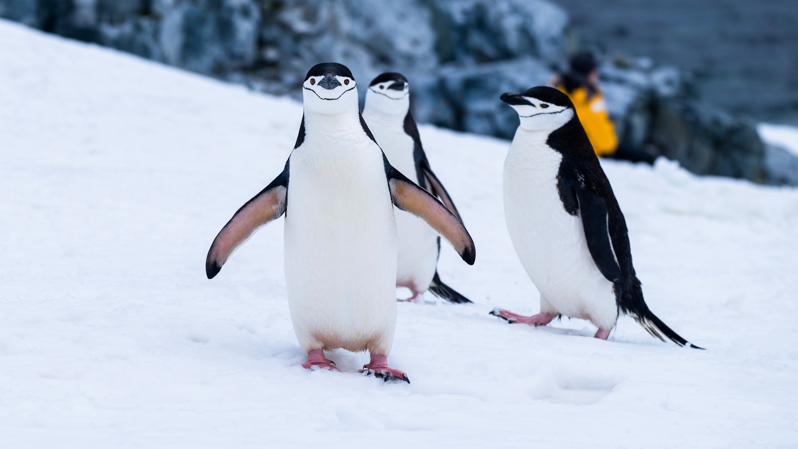 The Bird That Can Dive the Deepest Underwater - bird-life.com