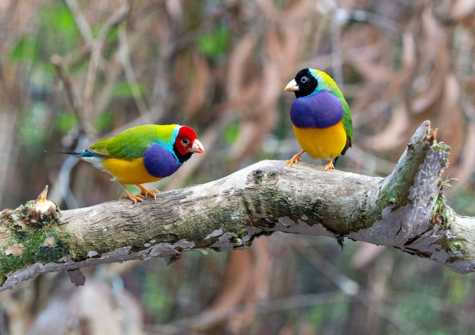 Which Colors Attract the Most Birds to Your Garden - bird-life.com