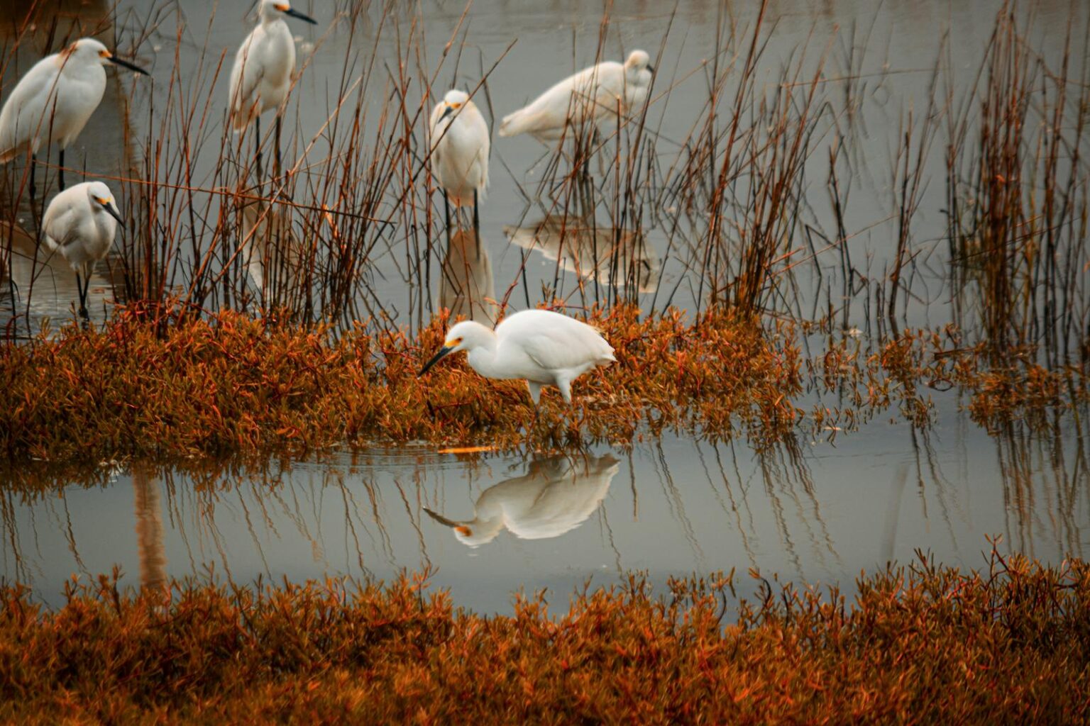 How Birds Use Calls to Warn Each Other About Predators - bird-life.com