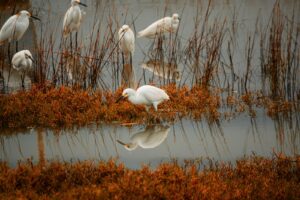 How Birds Use Calls to Warn Each Other About Predators - bird-life.com