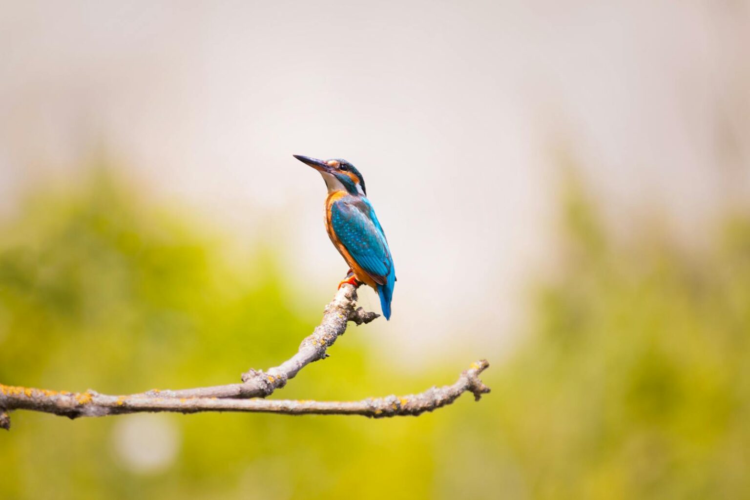 The Bird That Can Catch Fish Without Getting Wet - bird-life.com