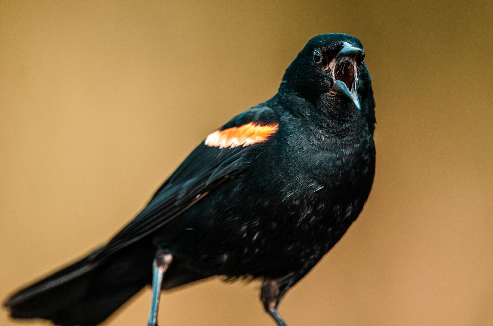 The Different Types of Bird Songs and What They Mean - bird-life.com