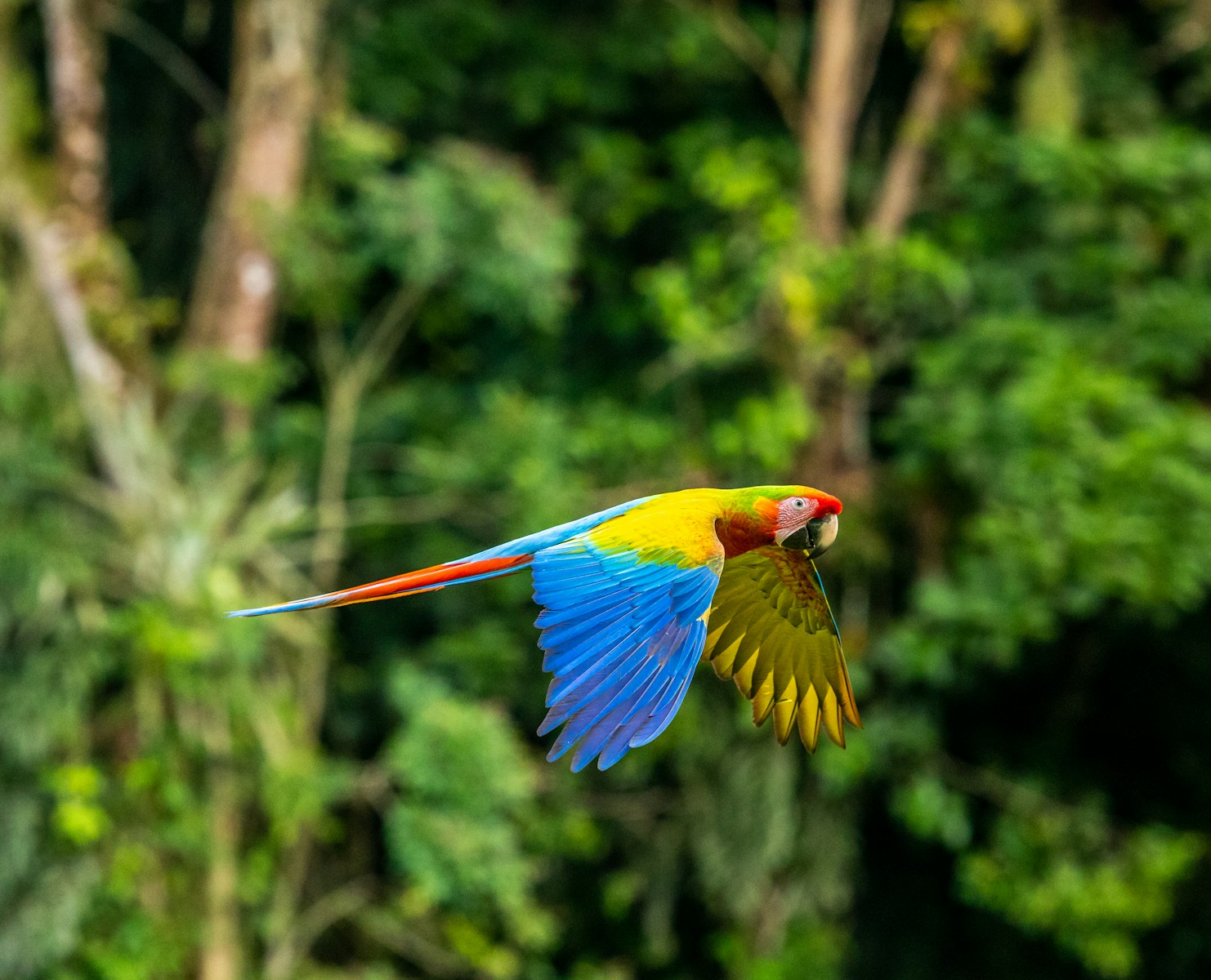 The Smartest Birds That Can Mimic Human Speech - bird-life.com