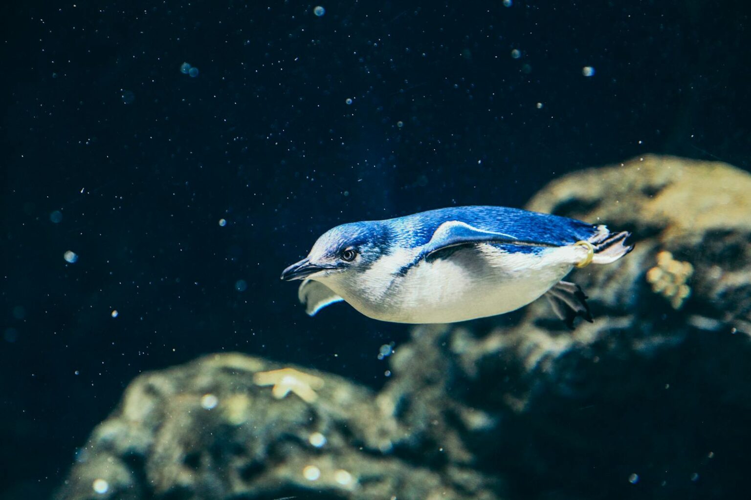 The Bird That Uses Its Wings to Swim – Yes, Really - bird-life.com