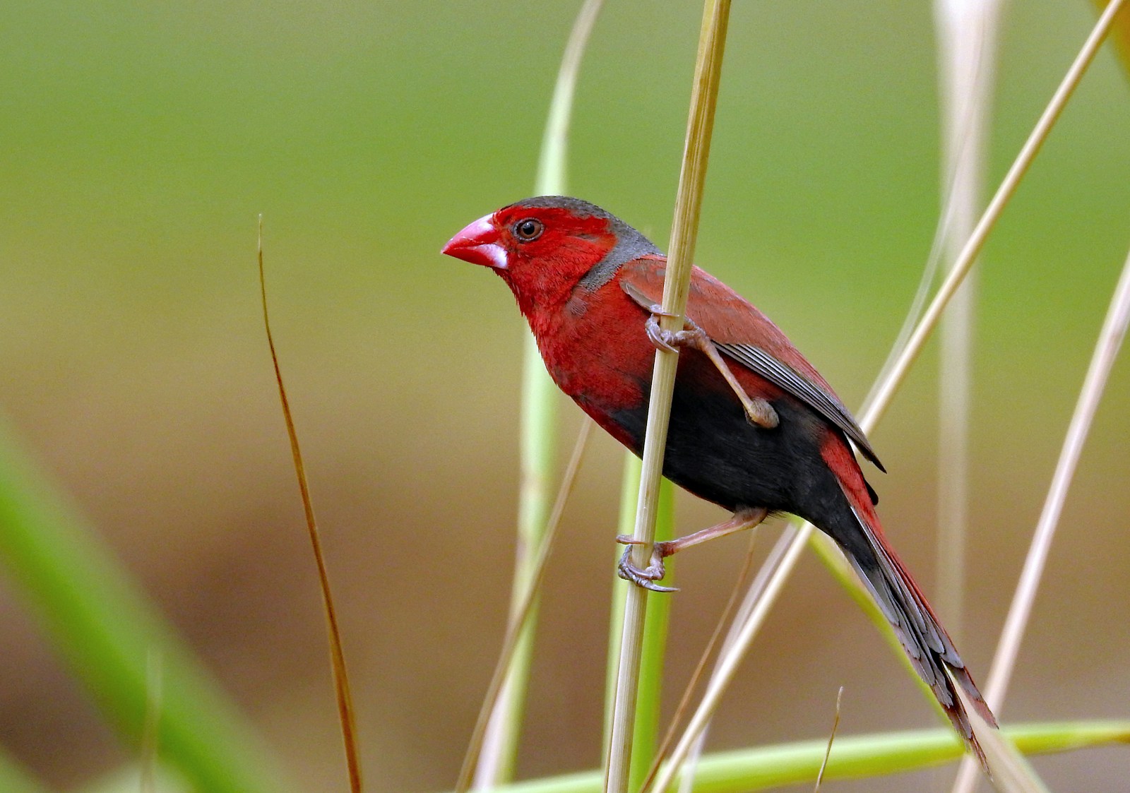 The Bird With Feathers That Glow Under UV Light - bird-life.com